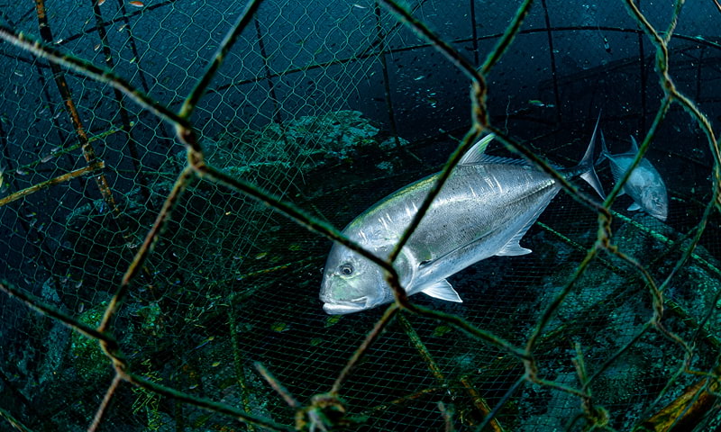 Best Aquaculture Cage Net Manufacturer - Garware Fibres