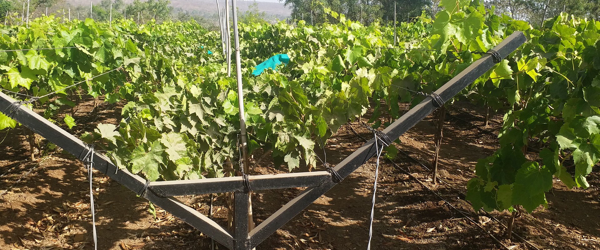 Staking Cords for Agriculture | Garware Technical Fibres Ltd.